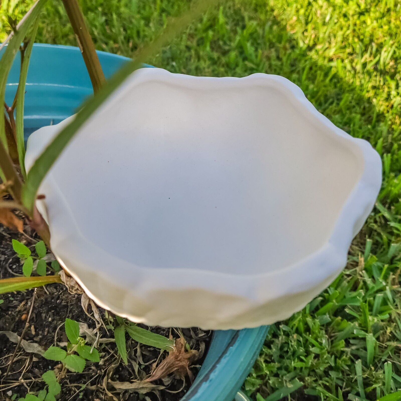 Giant Seashell Bowl 6" Ceramic Bisque Ready To Paint Pottery– PotteryPie